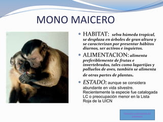 Animales cuadrupedos del putumayo.... | PPTX