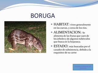 Animales cuadrupedos del putumayo.... | PPTX