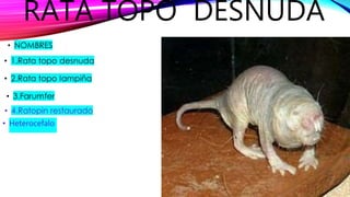 Animales curiosos | PPTX