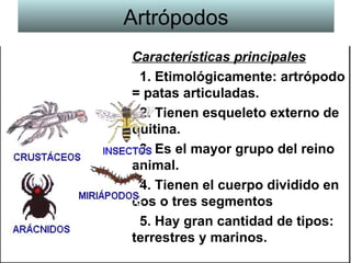 Invertebrados | PPT