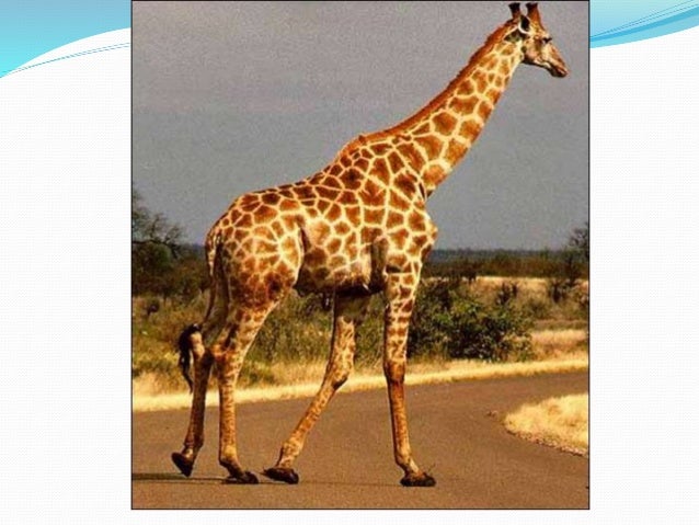 Animales de 2 y 4 patas