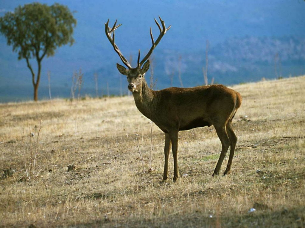 Animales de 2 y 4 patas