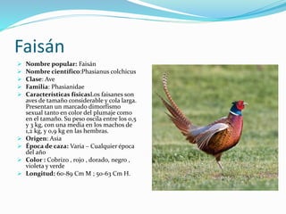 Animales de caza | PPTX