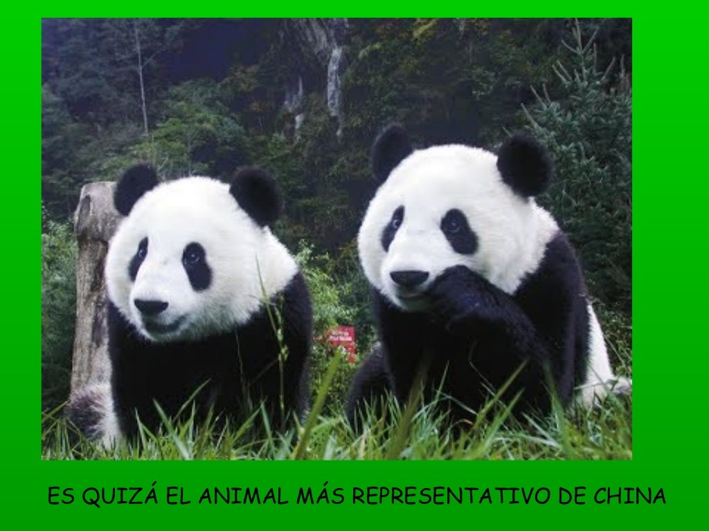 Animales de china