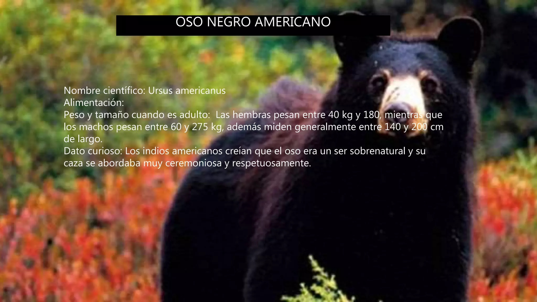 Animales de estados unidos | PPT