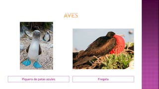 Animales de galapagos | PPT