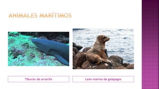 Animales de galapagos | PPTX