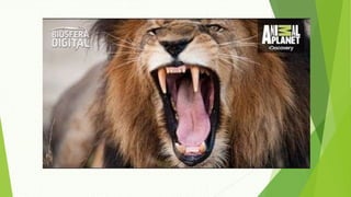 Animales de la selva 1 | PPTX