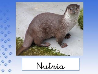 Animales del mundo | PDF