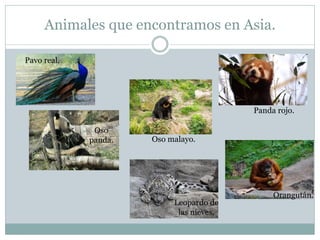 Animales del mundo | PDF