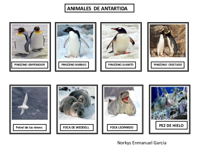 Animales de los continentes