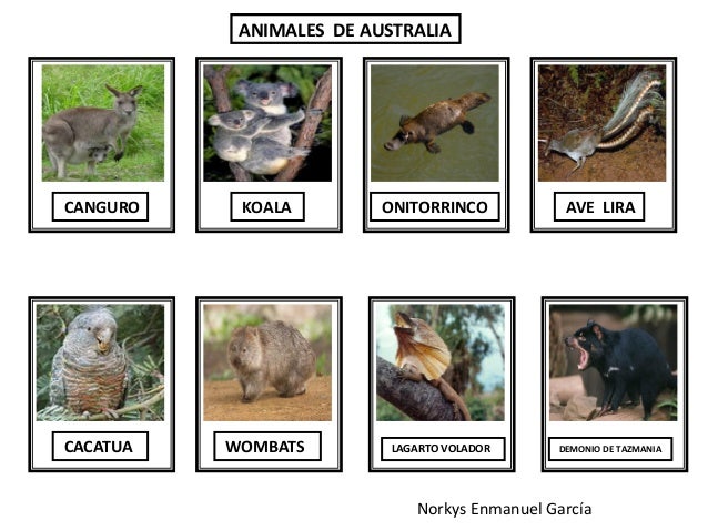 Animales de los continentes