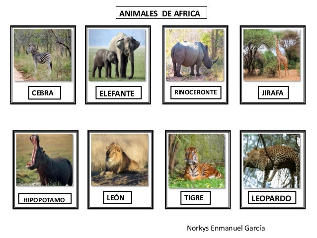 Animales de los continentes