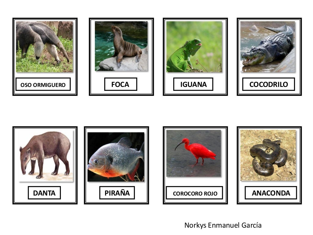 Animales de los continentes