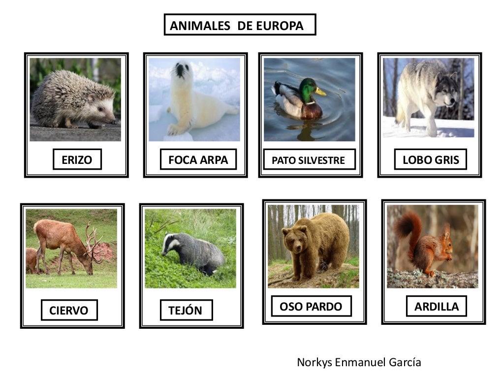 Animales de los continentes