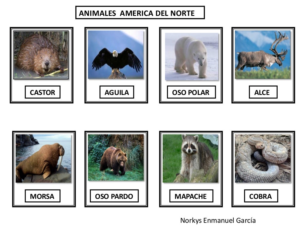 Animales de los continentes