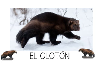 LISTADO DE ANIMALES QUE VIVEN DEL POLO NORTE.pdf
