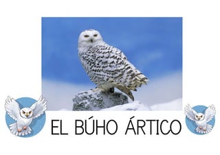 LISTADO DE ANIMALES QUE VIVEN DEL POLO NORTE.pdf