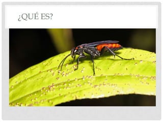 Animales del Yunque | PPTX