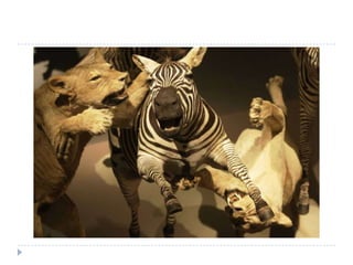 Animales disecados | PPTX