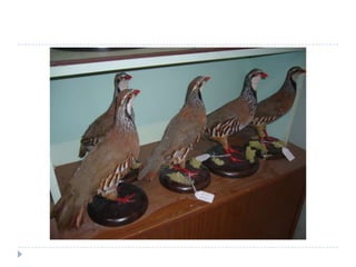 Animales disecados | PPTX