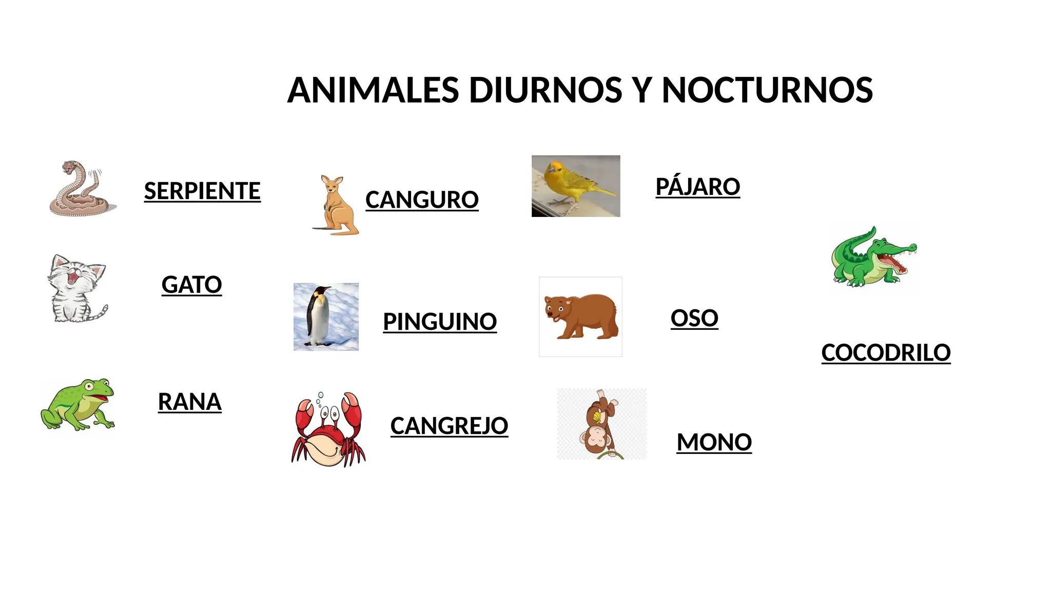 animales diurnos y nocturnos para los alumnos | PPTX