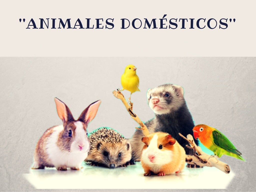 ''Animales domesticos''