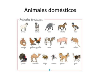 Animales domésticos | PPTX