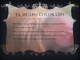 Animales endémicos en peligro de extinción en el perú | PPTX