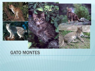 Animales en extinción (gato montes) | PPTX