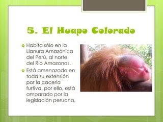 Animales en peligro de extinción | PPTX