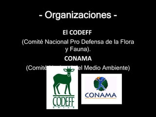 Animales en peligro de extinción | PPTX