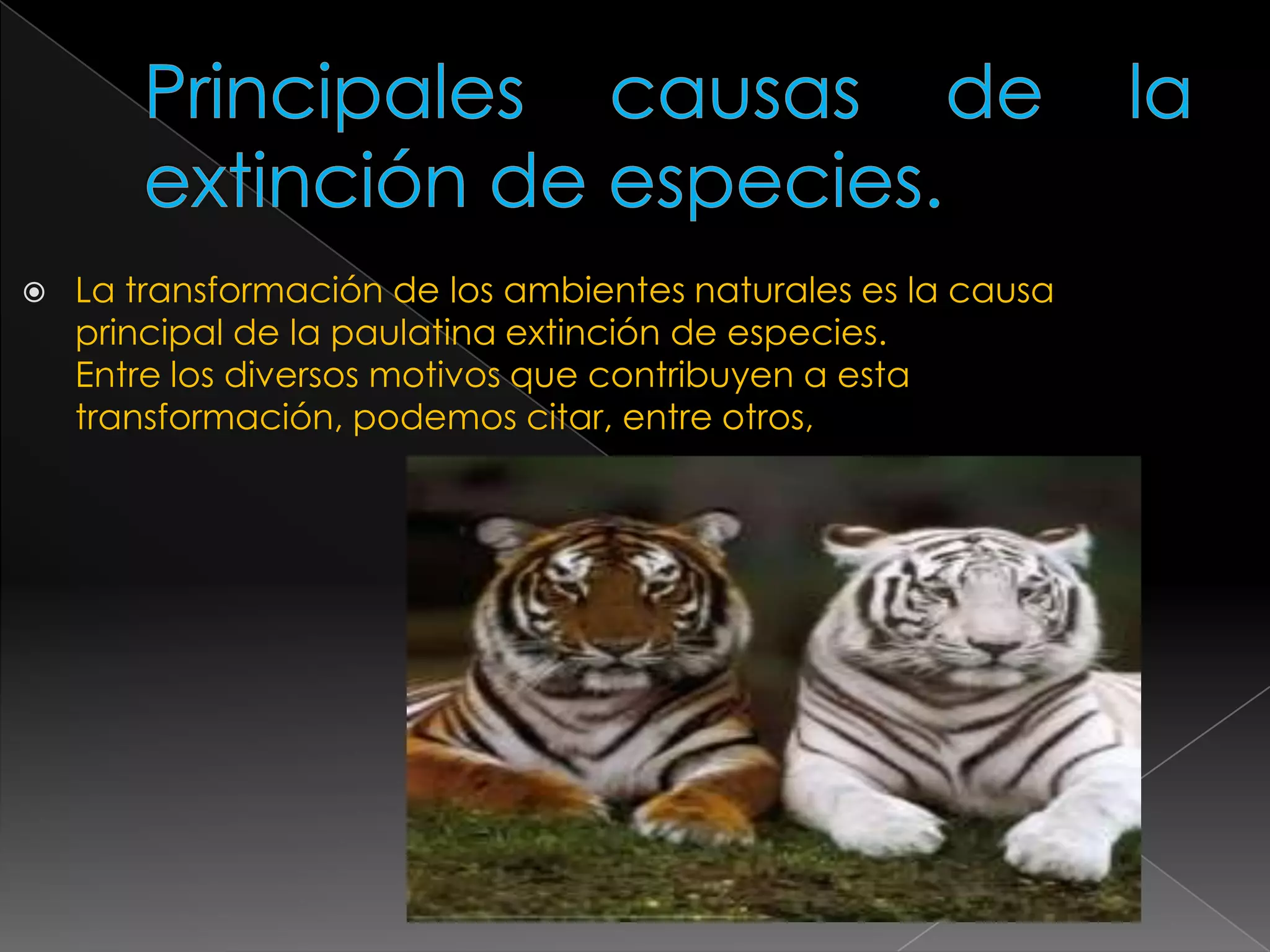 Animales en peligro de extinción completo | PPTX | Geography | Science