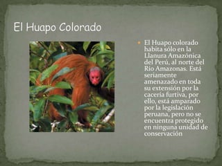 Animales en peligro de extinción del perú | PPTX