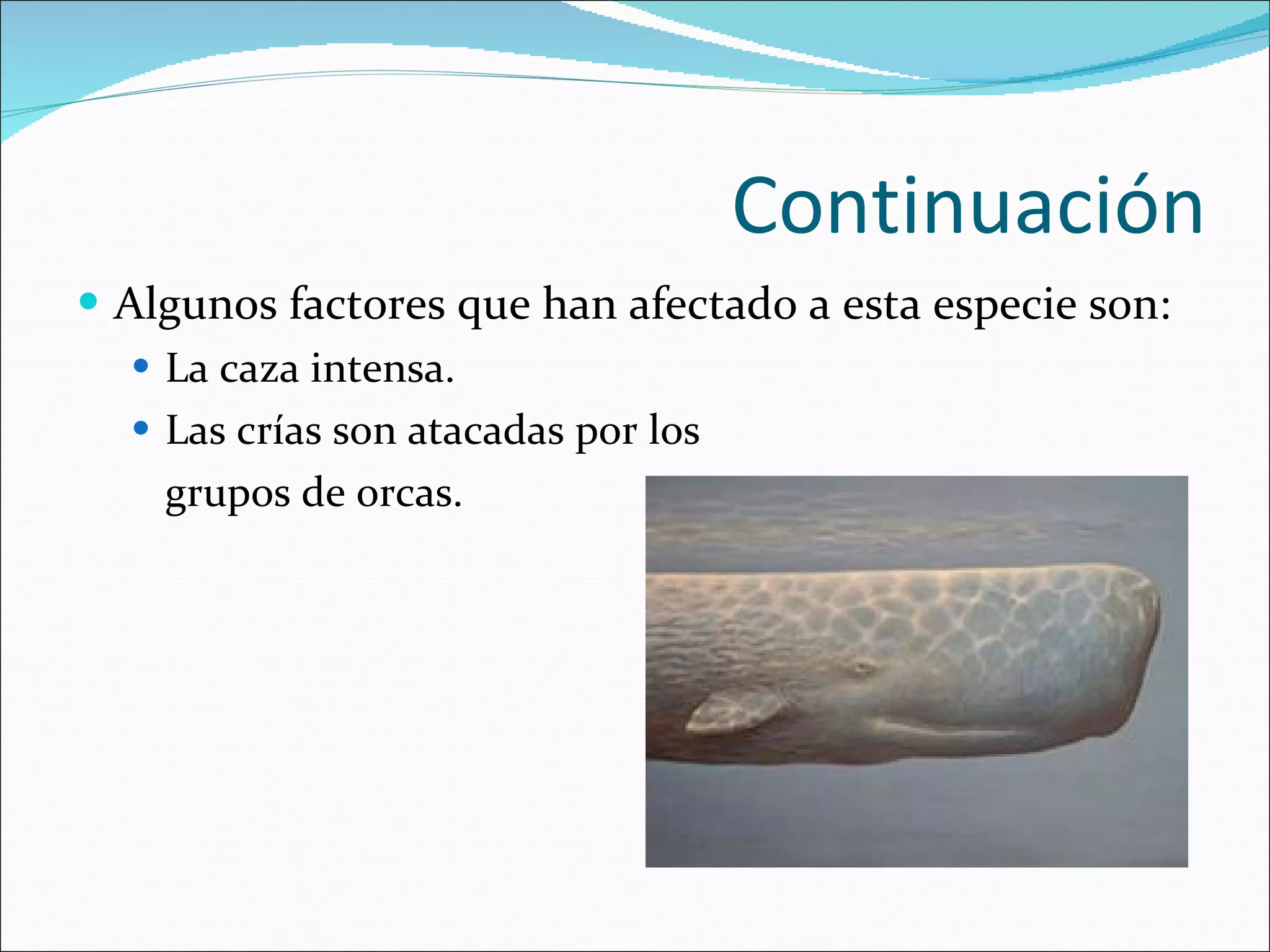 Animales en peligro de extinción en puerto rico | PPT