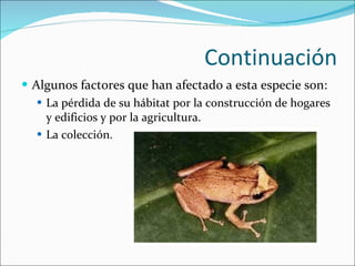 Animales en peligro de extinción en puerto rico | PPT
