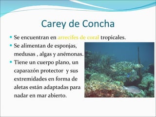 Animales en peligro de extinción en puerto rico | PPT