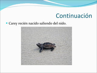 Animales en peligro de extinción en puerto rico | PPT