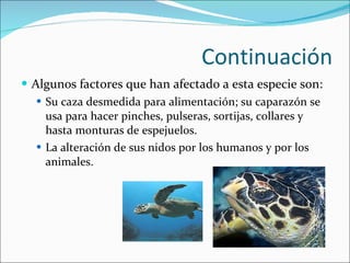 Animales en peligro de extinción en puerto rico | PPT