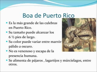 Animales en peligro de extinción en puerto rico | PPT