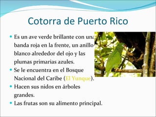 Animales en peligro de extinción en puerto rico | PPT