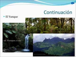 Animales en peligro de extinción en puerto rico | PPT