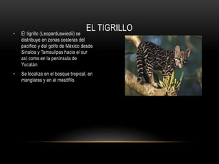 Animales en peligro de extincion | PPTX