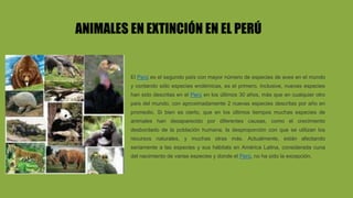 Animales en peligro en extincion huapo colorado | PPTX