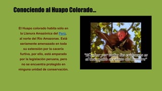 Animales en peligro en extincion huapo colorado | PPTX