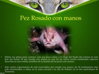 Animales exoticos | PPTX