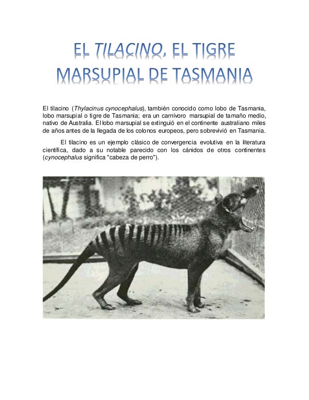 Animales extinguidos