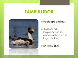 Animales extintos y en vía de extinción en colombia | PPTX