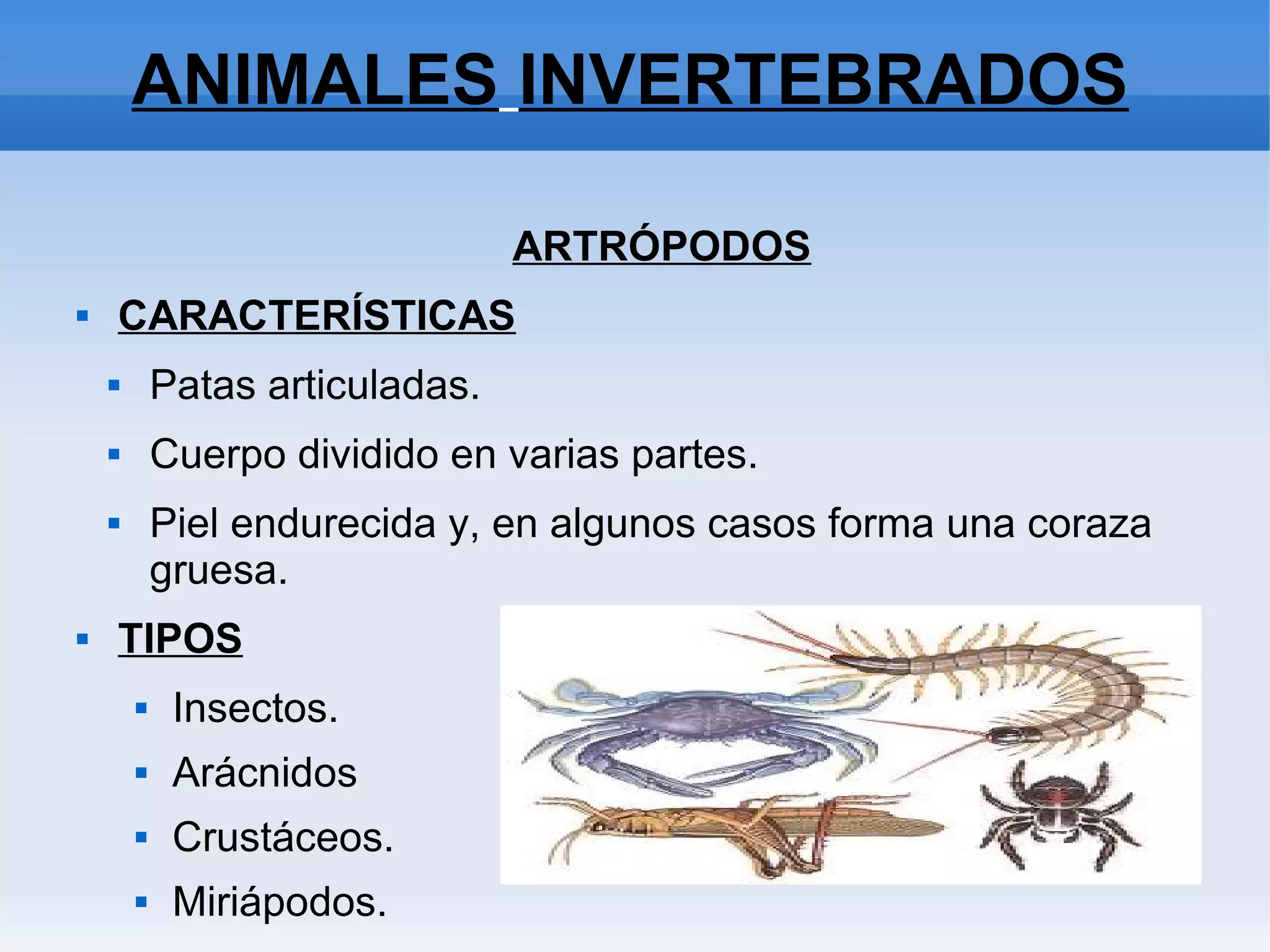 Animales invertebrados | ODP