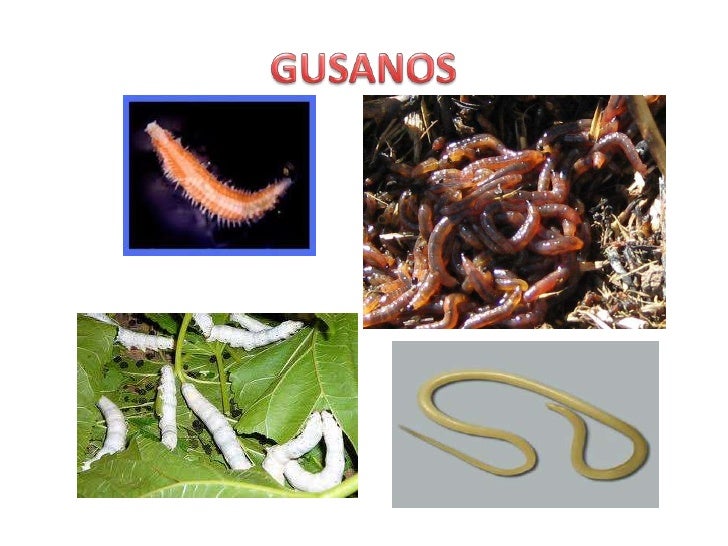 Animales invertebrados